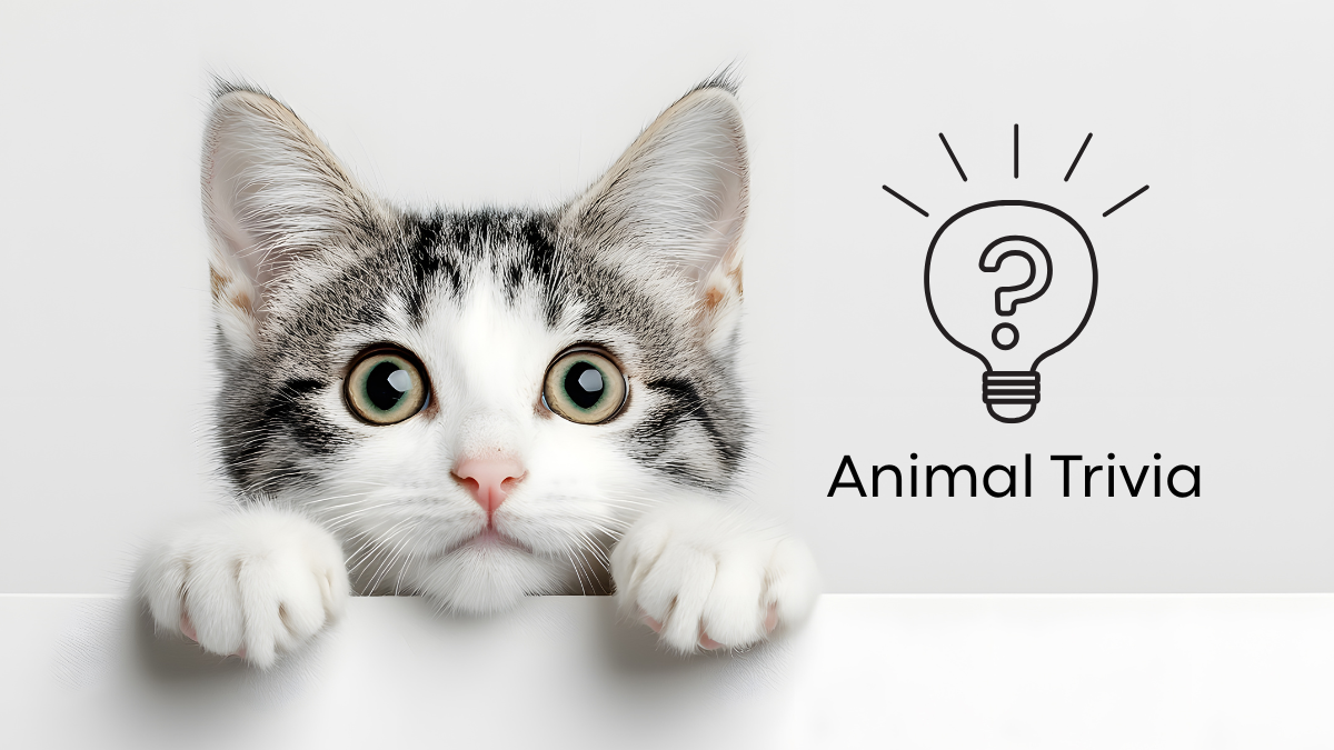 Willow Bend Veterinary Clinic in Plano | Vet Near Me Pet Trivia Quiz